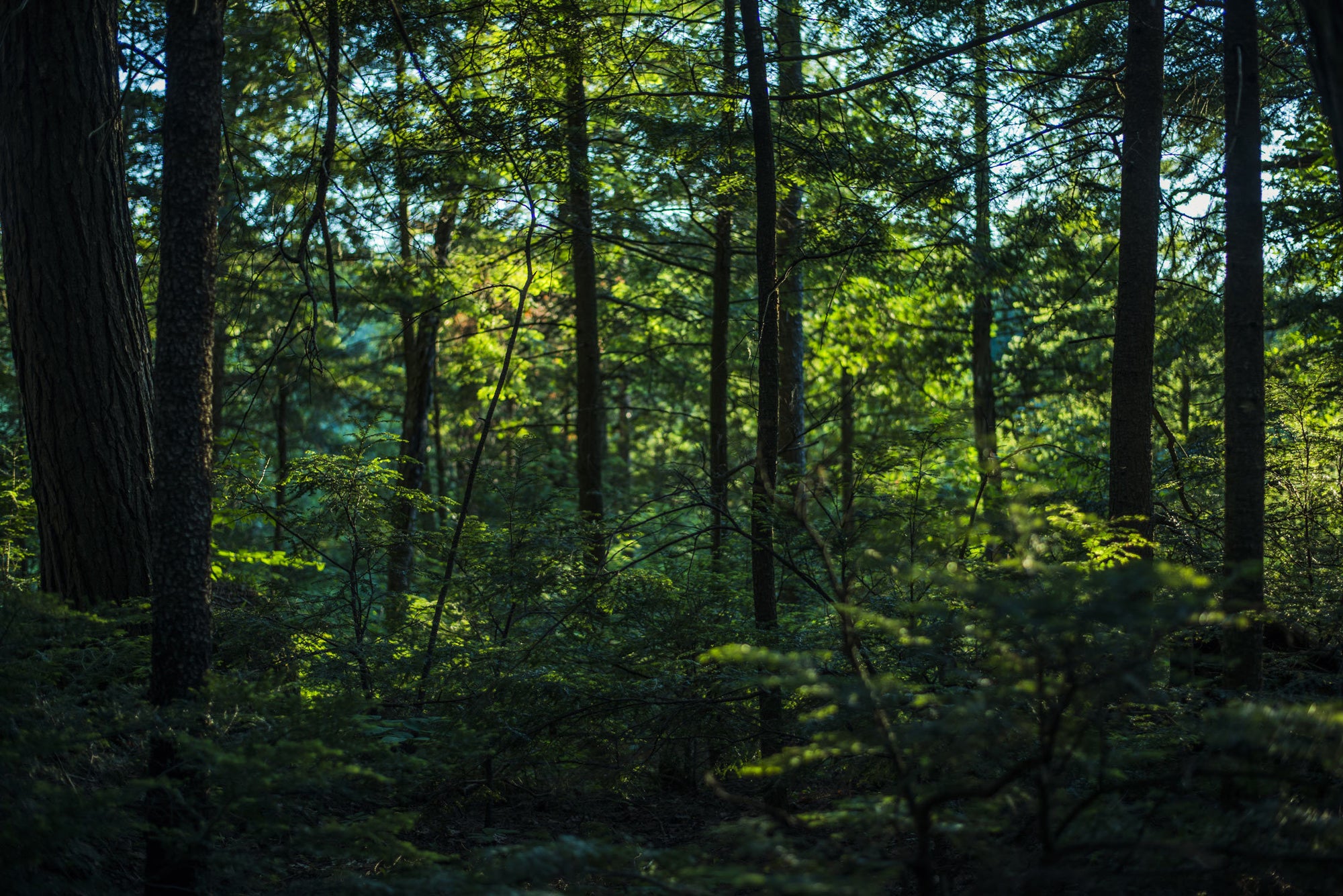 1 Tree Mission | 1 Purchase = 1 Tree Planted – 1 Tree Mission®